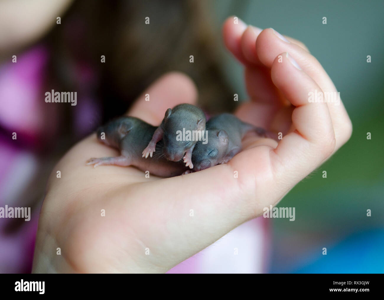 Young girl holds new born mice Stock Photo - Alamy