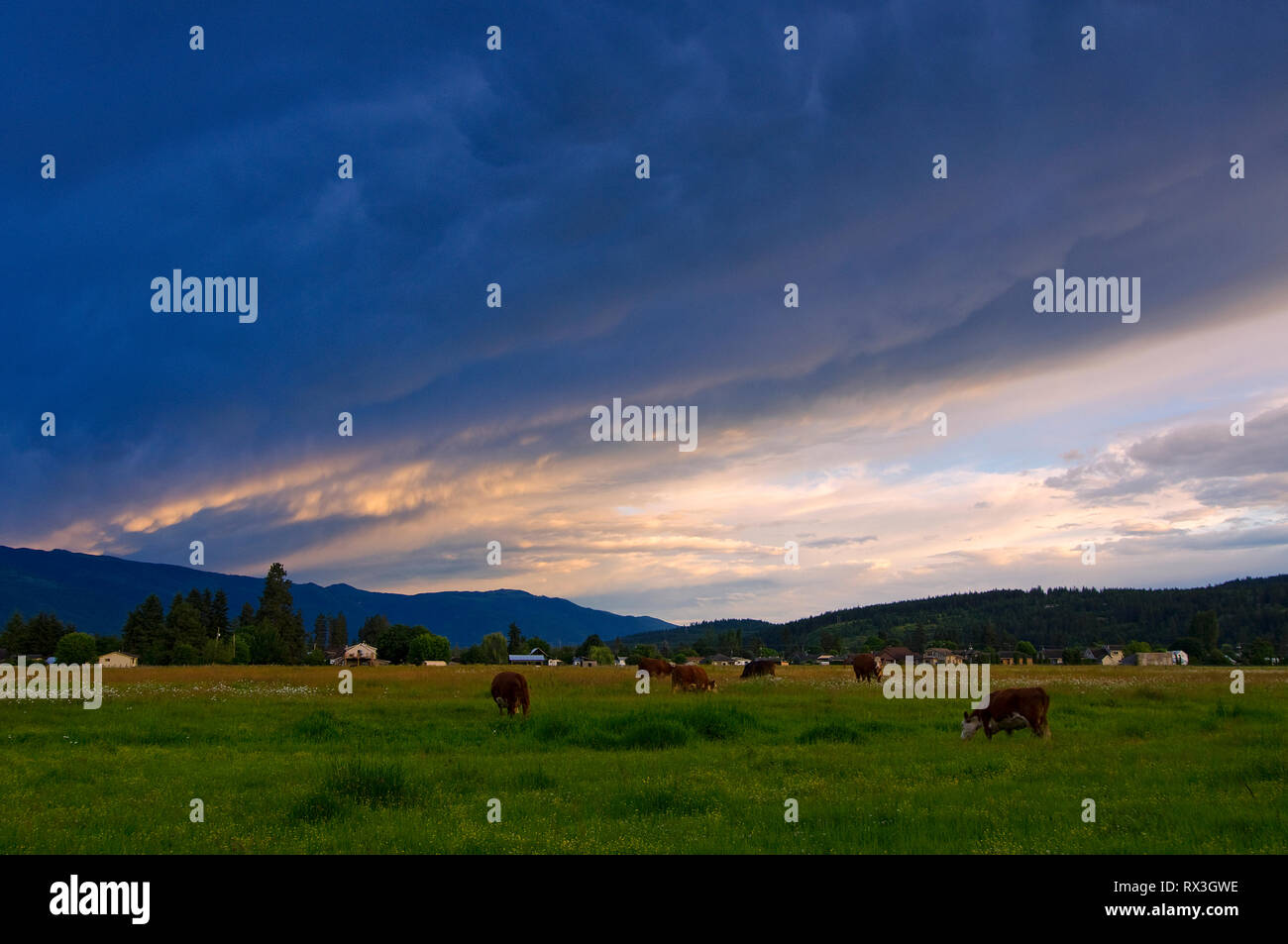 Cows eating on farm at sunset near enderby hi-res stock photography and ...
