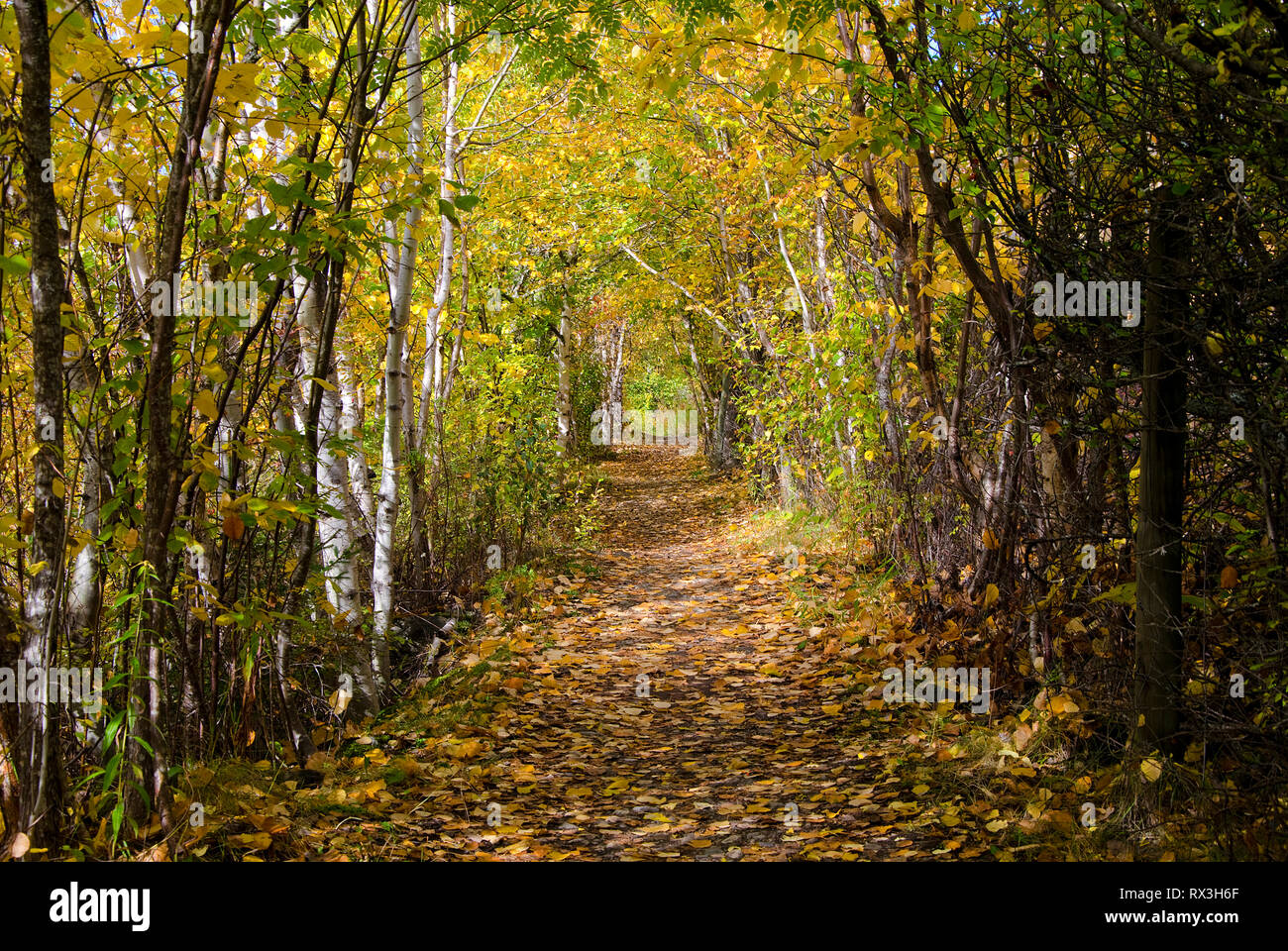 Raven Trail during autumn in Salmon Arm, in the Shuswap region of ...