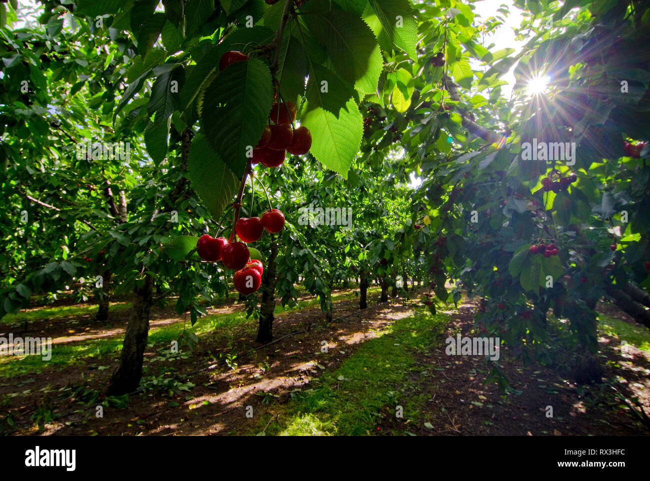 Cherry blossom canada sun hi-res stock photography and images - Alamy