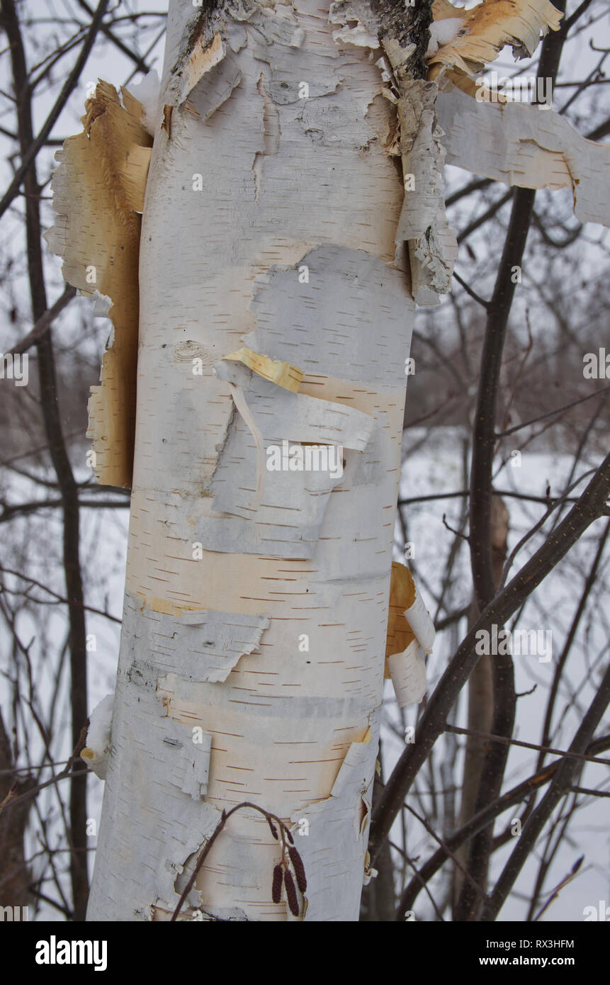 Peeling birch hi-res stock photography and images - Alamy