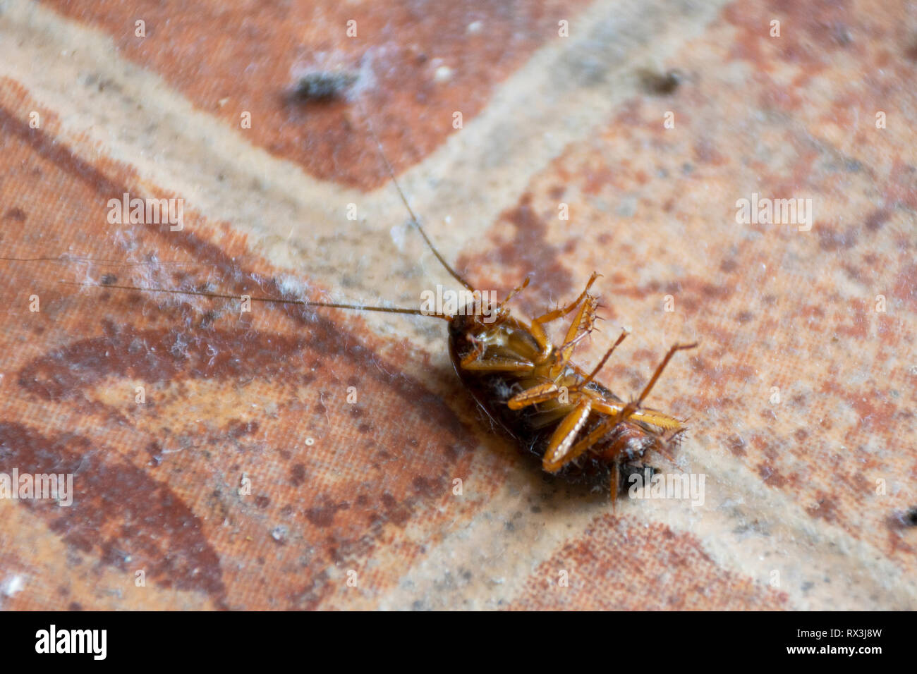Small and young cockroach lie waiting for death on floor in house ...