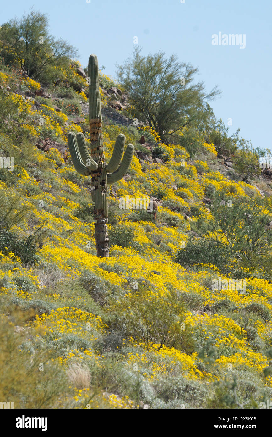 Spring in the desert hi-res stock photography and images - Alamy