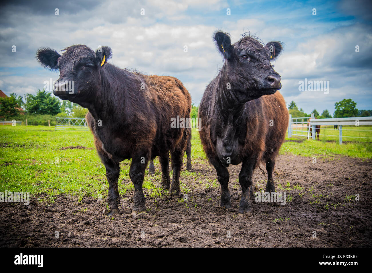 Pure bred beef cattle hi-res stock photography and images - Alamy