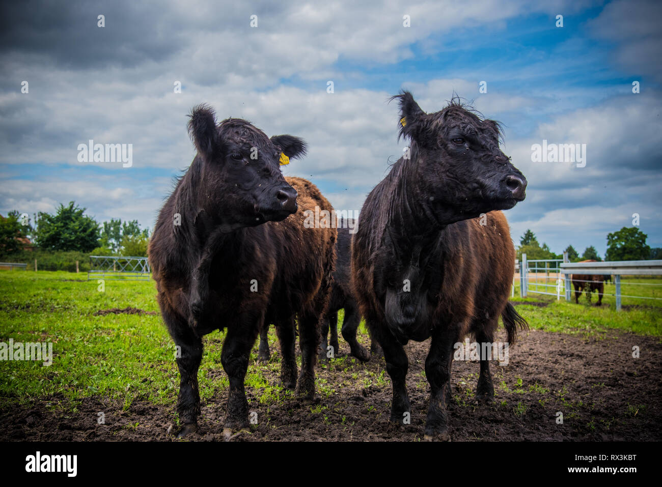Galloway cattle on a farm Stock Photo - Alamy