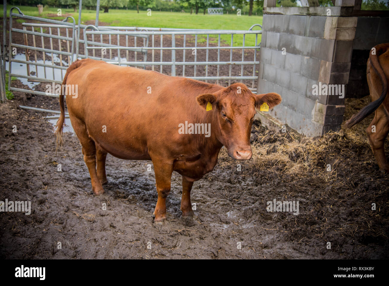 Pure bred beef cattle hi-res stock photography and images - Alamy