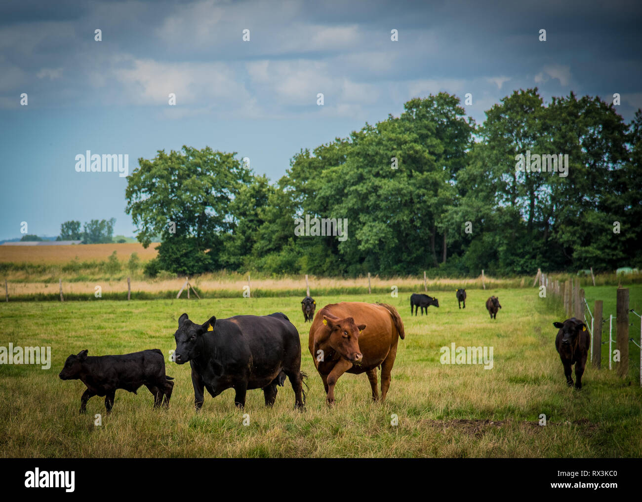 Pure bred beef cattle hi-res stock photography and images - Alamy