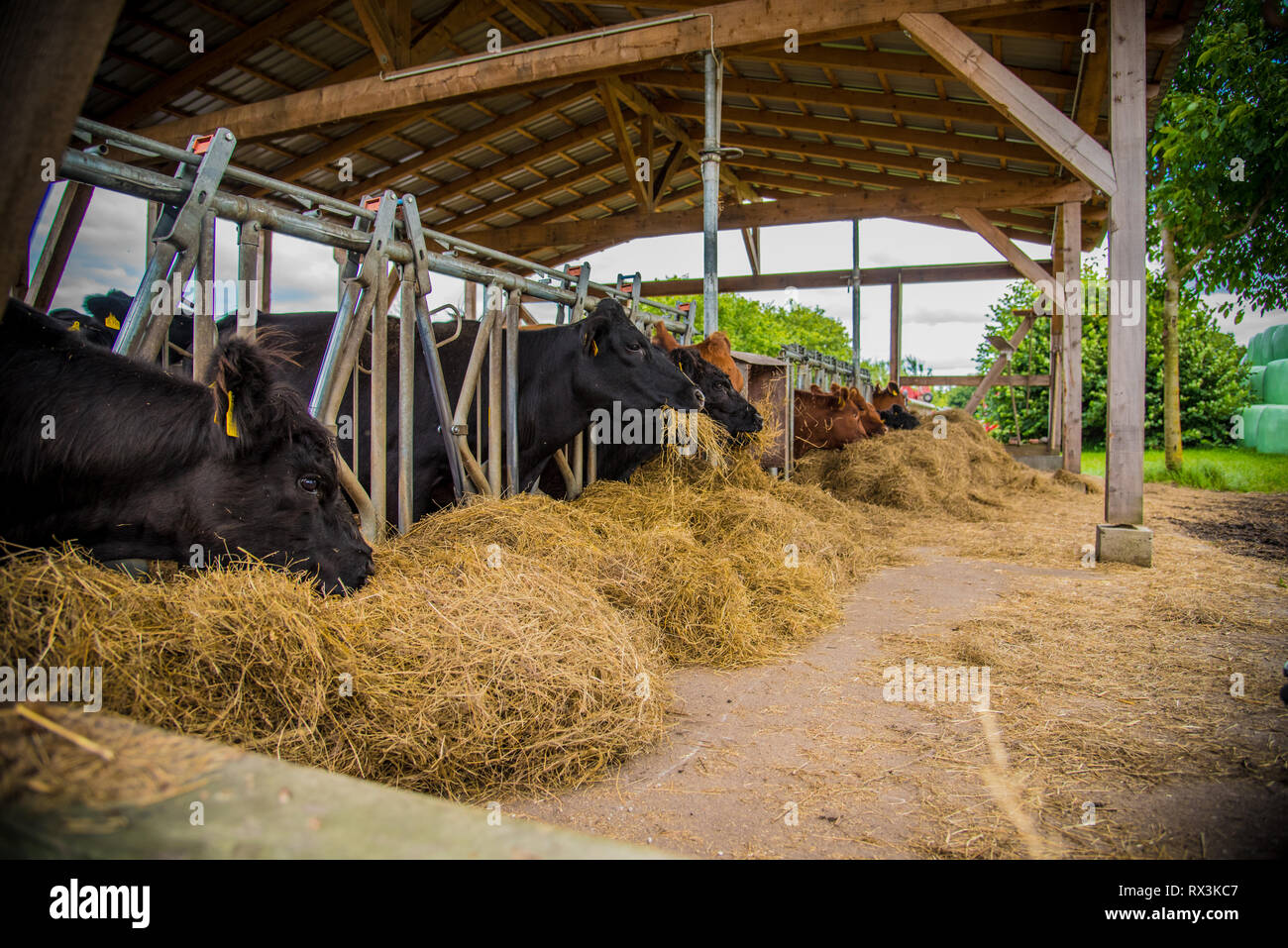 Pure bred beef cattle hi-res stock photography and images - Alamy