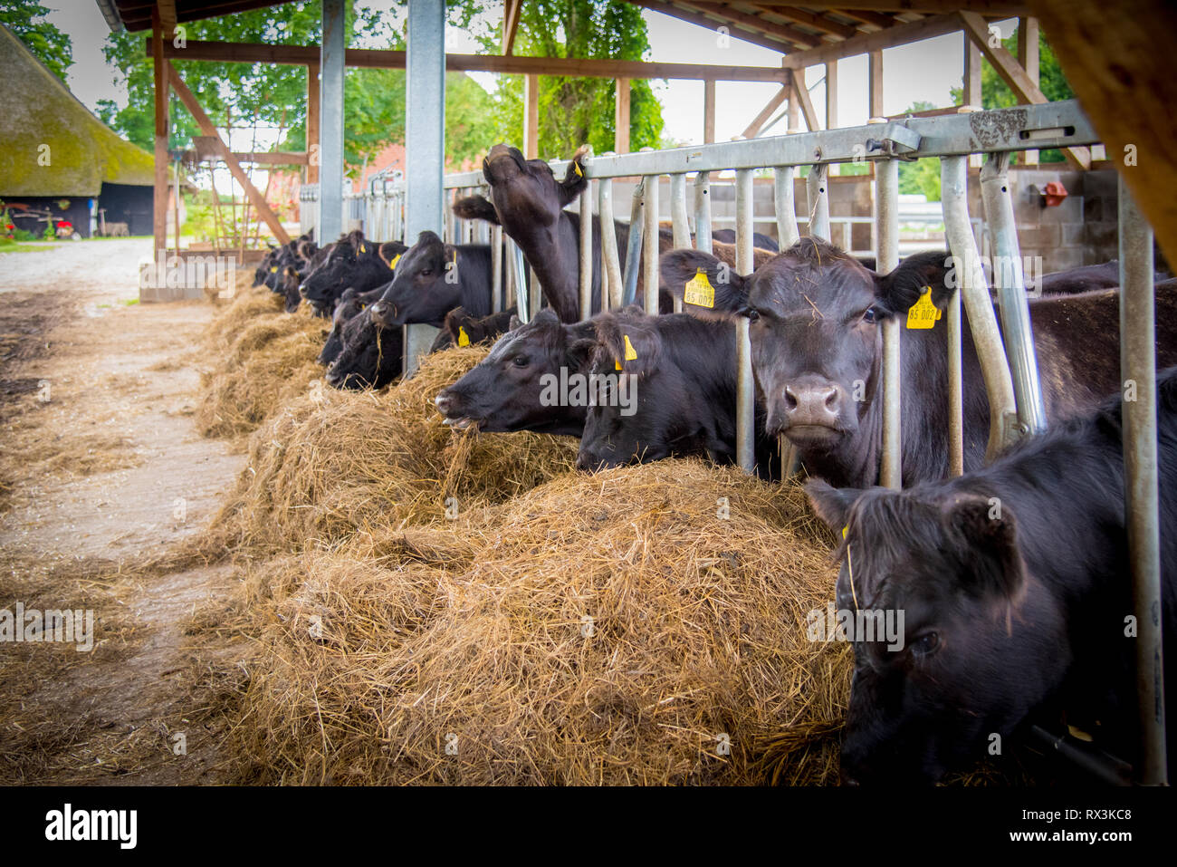 Belted galloway female hi-res stock photography and images - Alamy