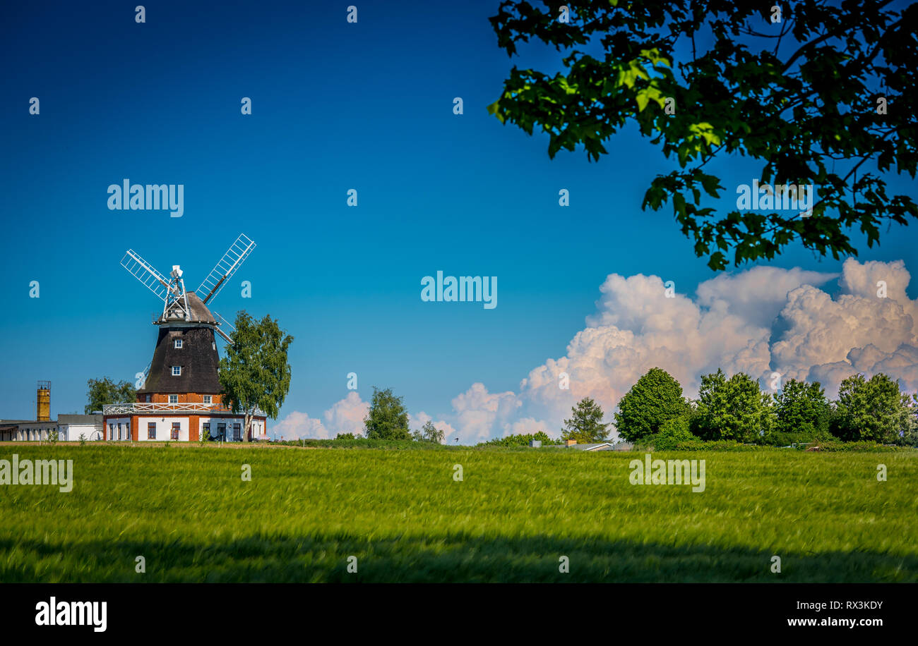 Windmill in spring behind a grain field Stock Photo - Alamy