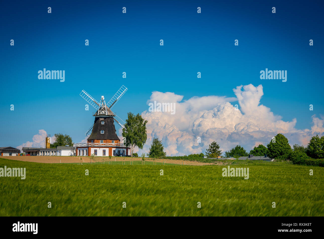 Windmill in spring behind a grain field Stock Photo - Alamy
