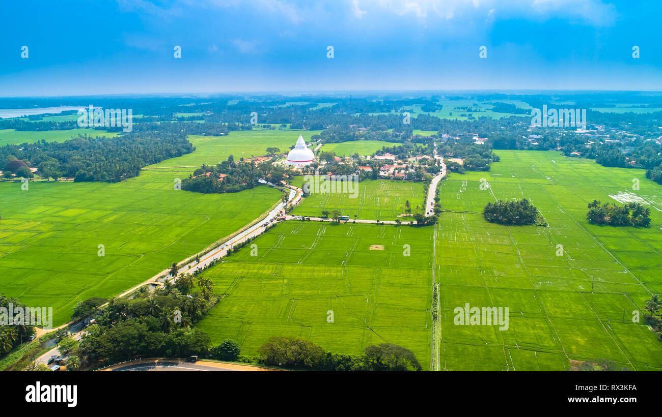 Rice fields sri lanka hi-res stock photography and images - Alamy