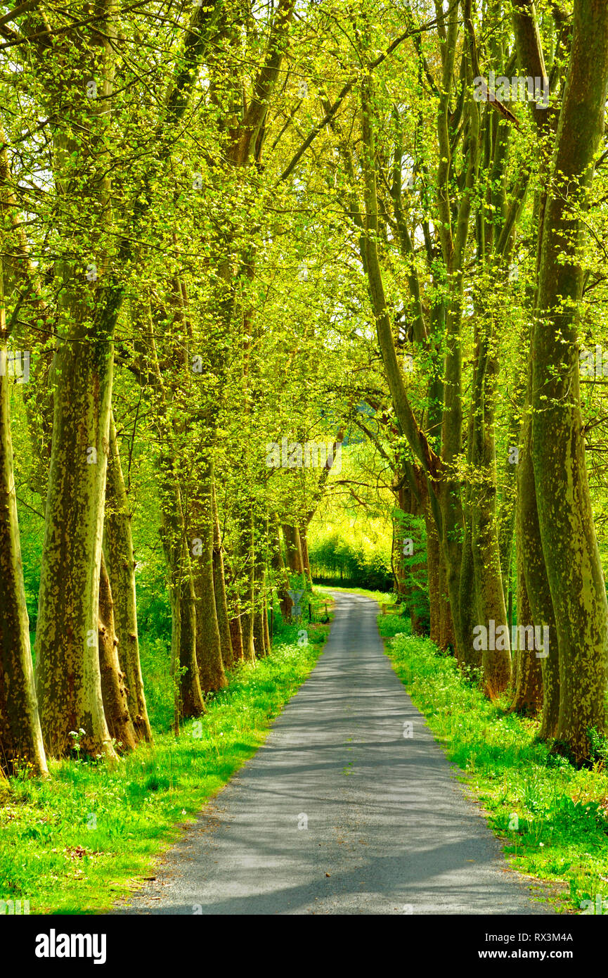 Plane trees road hi-res stock photography and images - Alamy