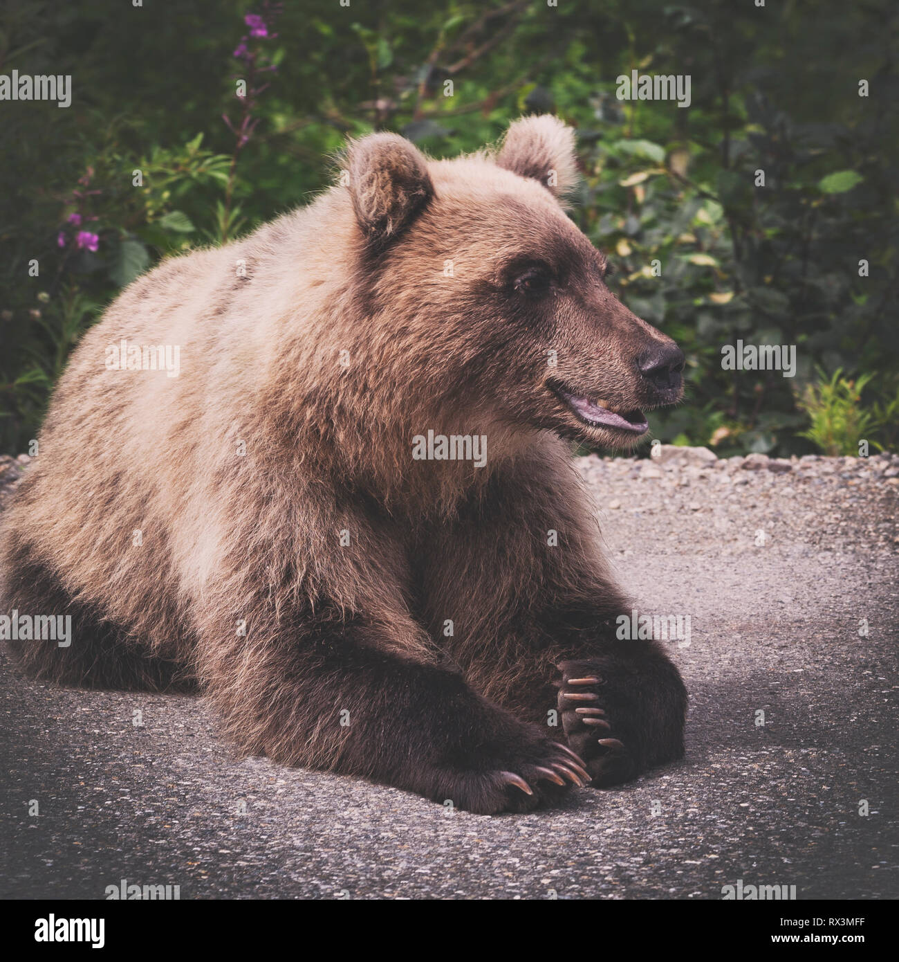 Hungry and angry wild Kamchatka brown bear lies and look away. Eurasia ...