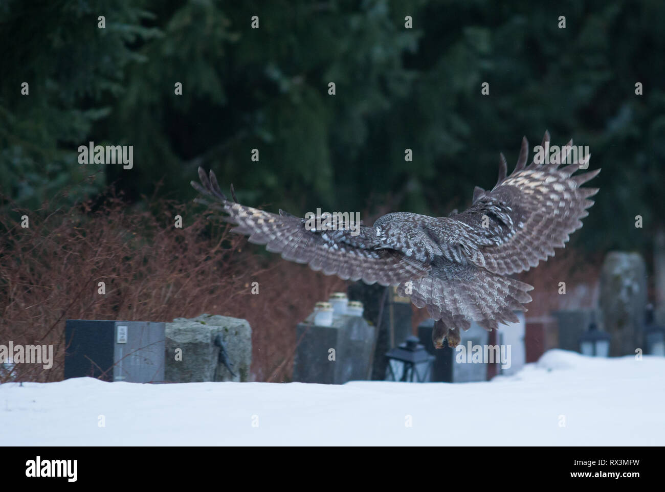 Great grey owl hunting on a graveyard Stock Photo - Alamy