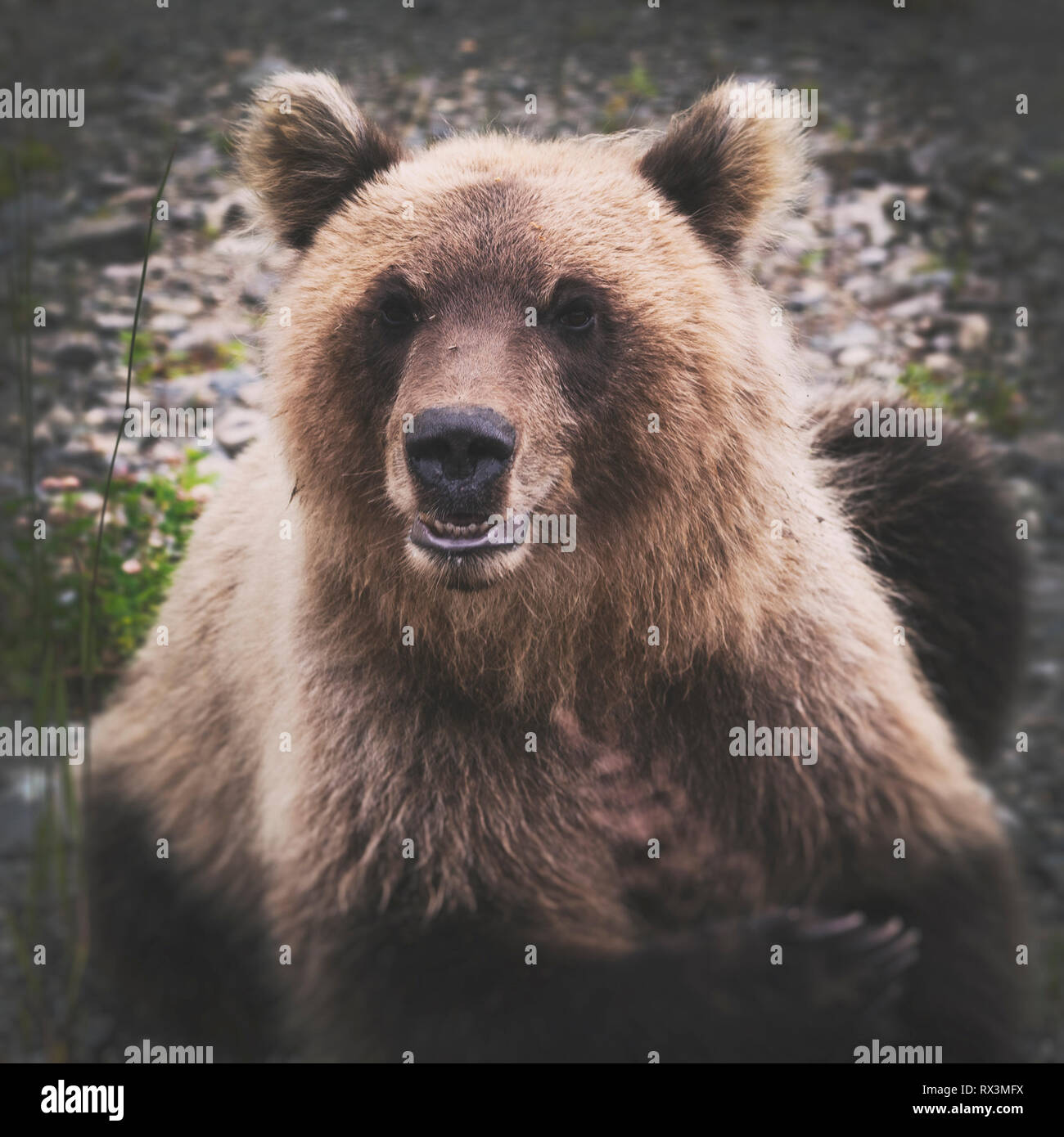 Portrait of wild angry and hungry Kamchatka brown bear looking at ...