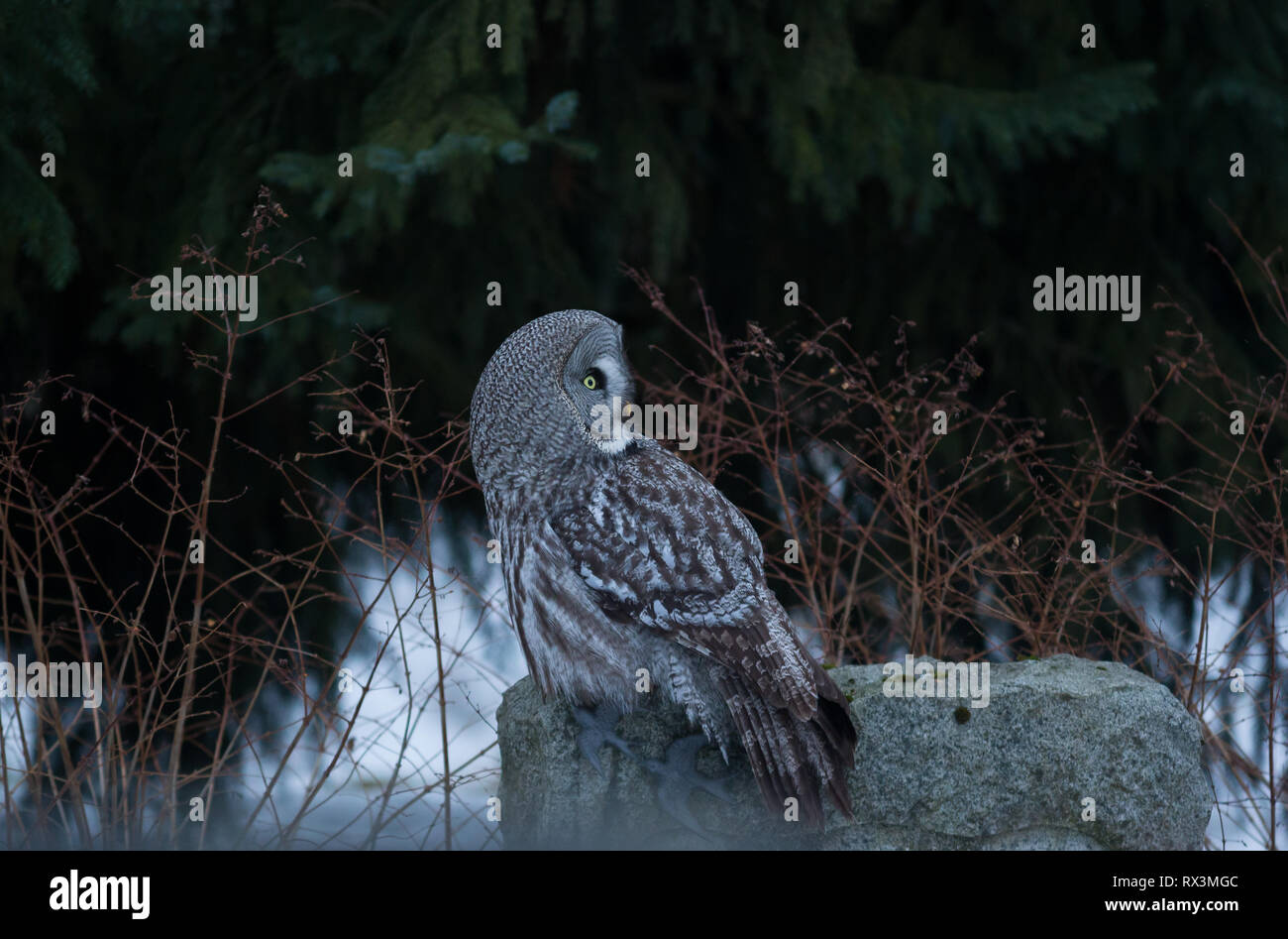Great grey owl hunting on a graveyard Stock Photo - Alamy