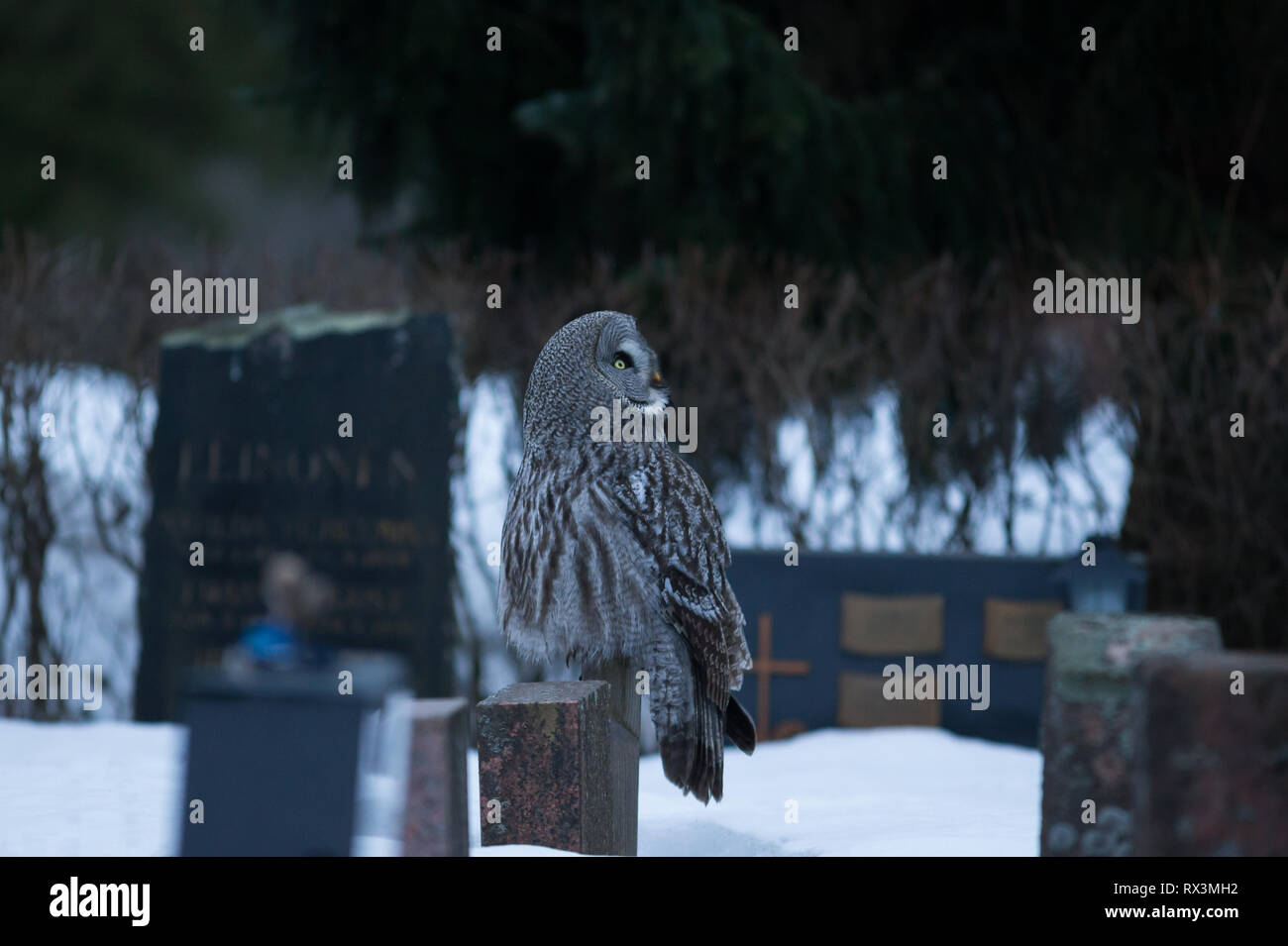 Great grey owl hunting on a graveyard Stock Photo - Alamy