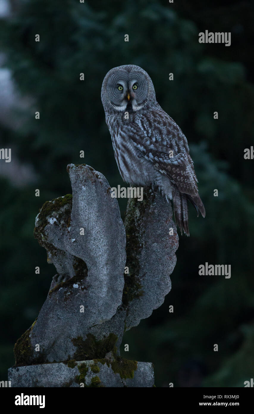Great grey owl hunting on a graveyard Stock Photo - Alamy