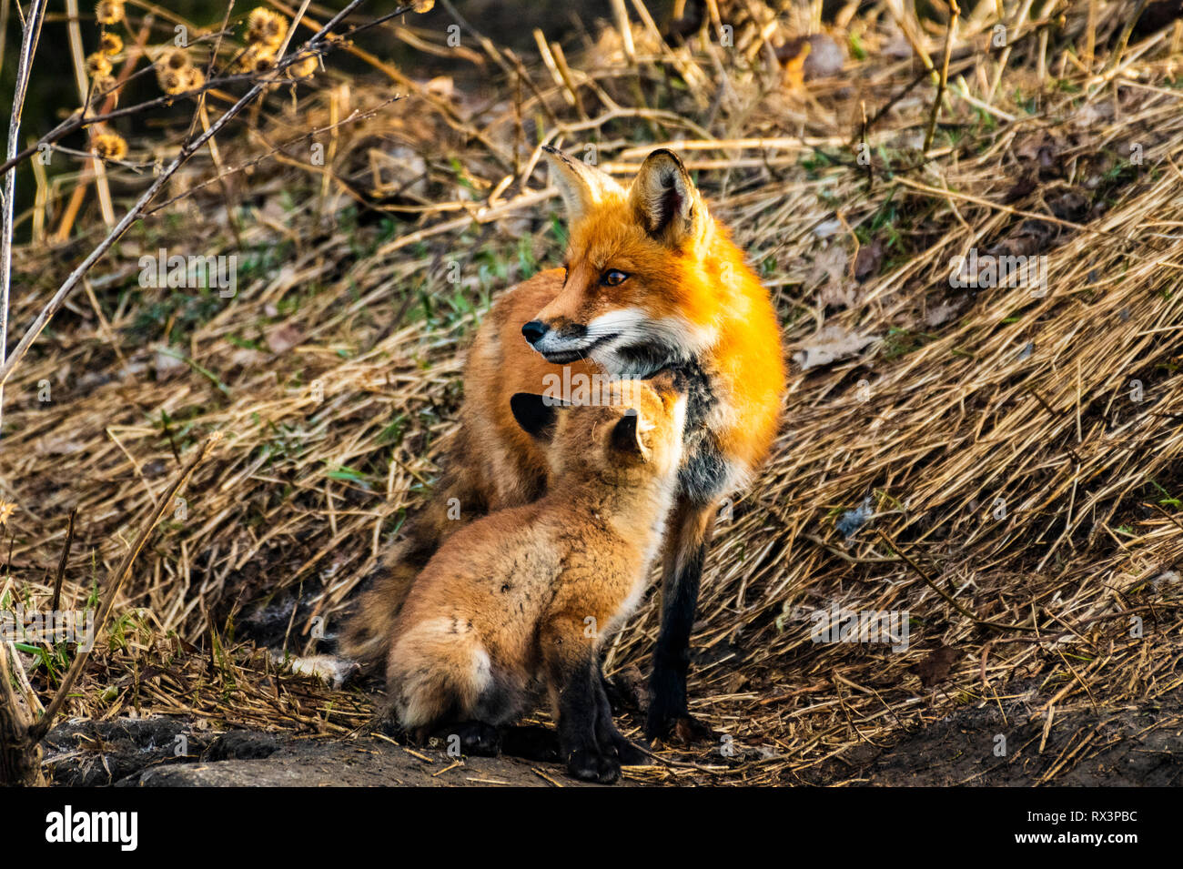 Fox in ontario canada hi-res stock photography and images - Alamy
