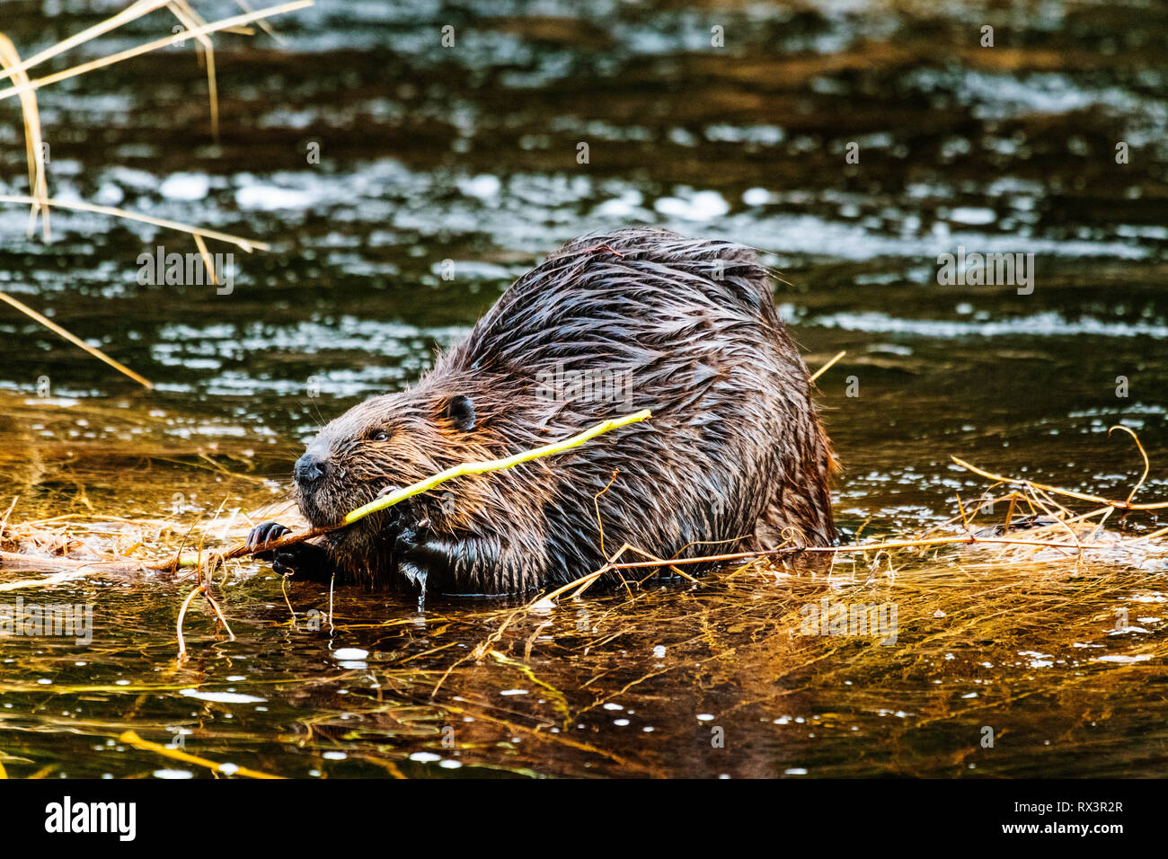 A Beaver (Castor canadensis) gnawing on a stick near his house in a ...