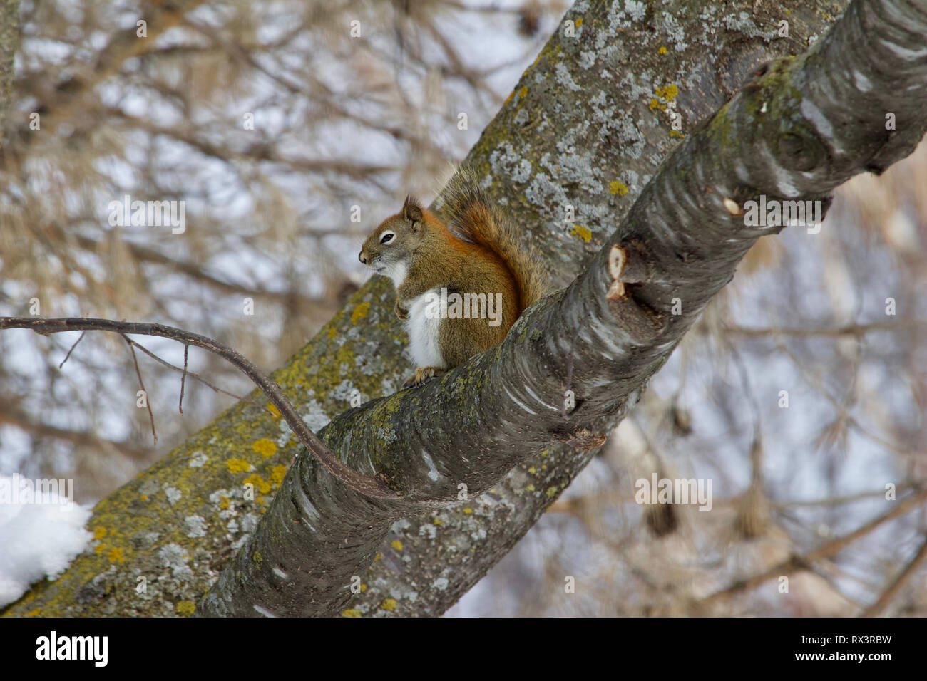Close up of a red squirrel sitting upright on a tree branch in winter ...