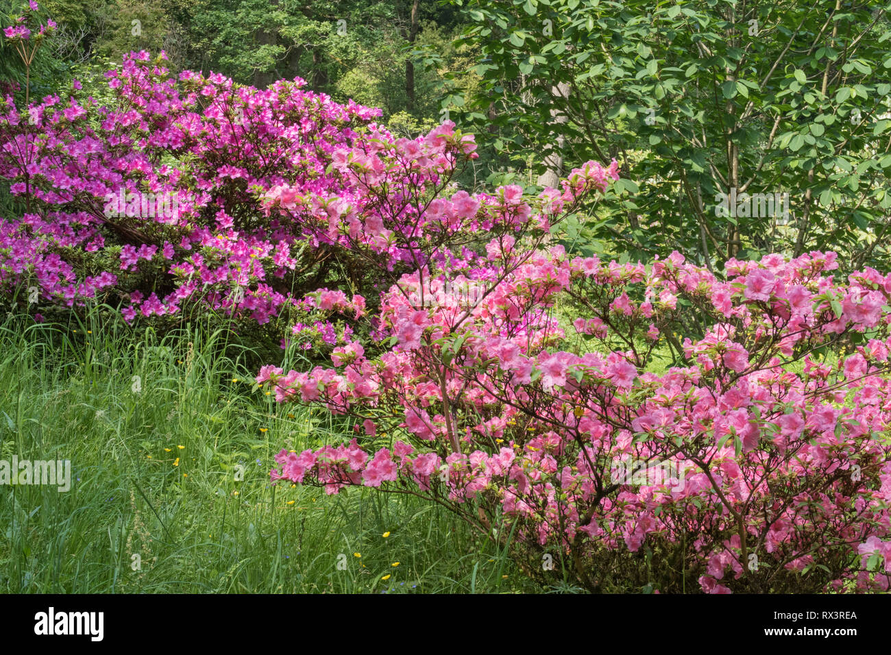 Azaleas in woodland, Clyne Gardens in bloom, Blackpill, Swansea, South ...