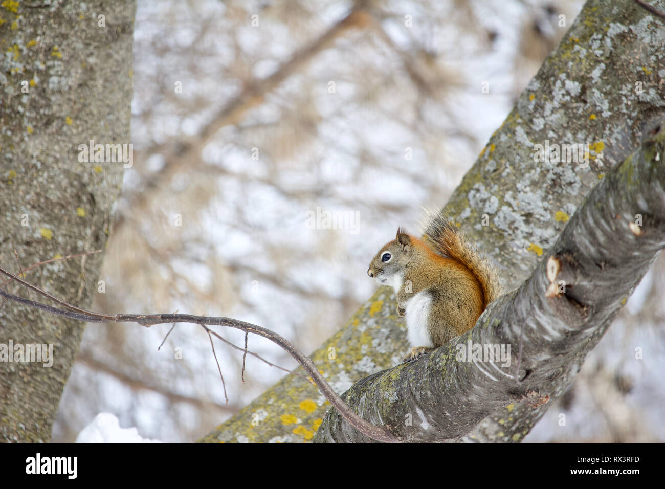 Close up of a red squirrel sitting upright on a tree branch in winter ...