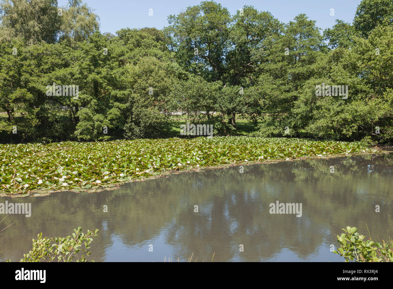 The Lily Pond, Singleton Park, Swansea, South Wales, UK Stock Photo - Alamy