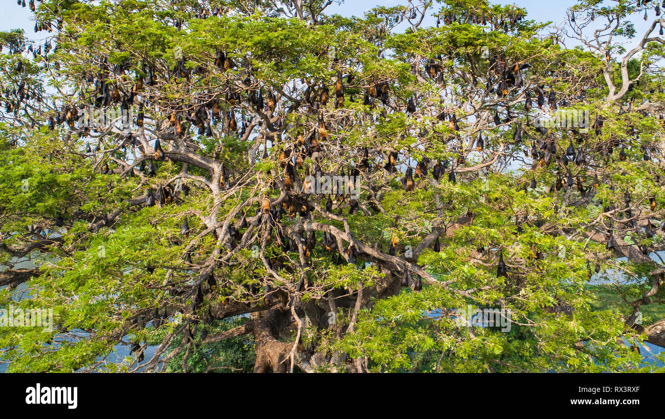 Aerial. Fruit bat trees. Tissamaharama, Sri Lanka Stock Photo - Alamy