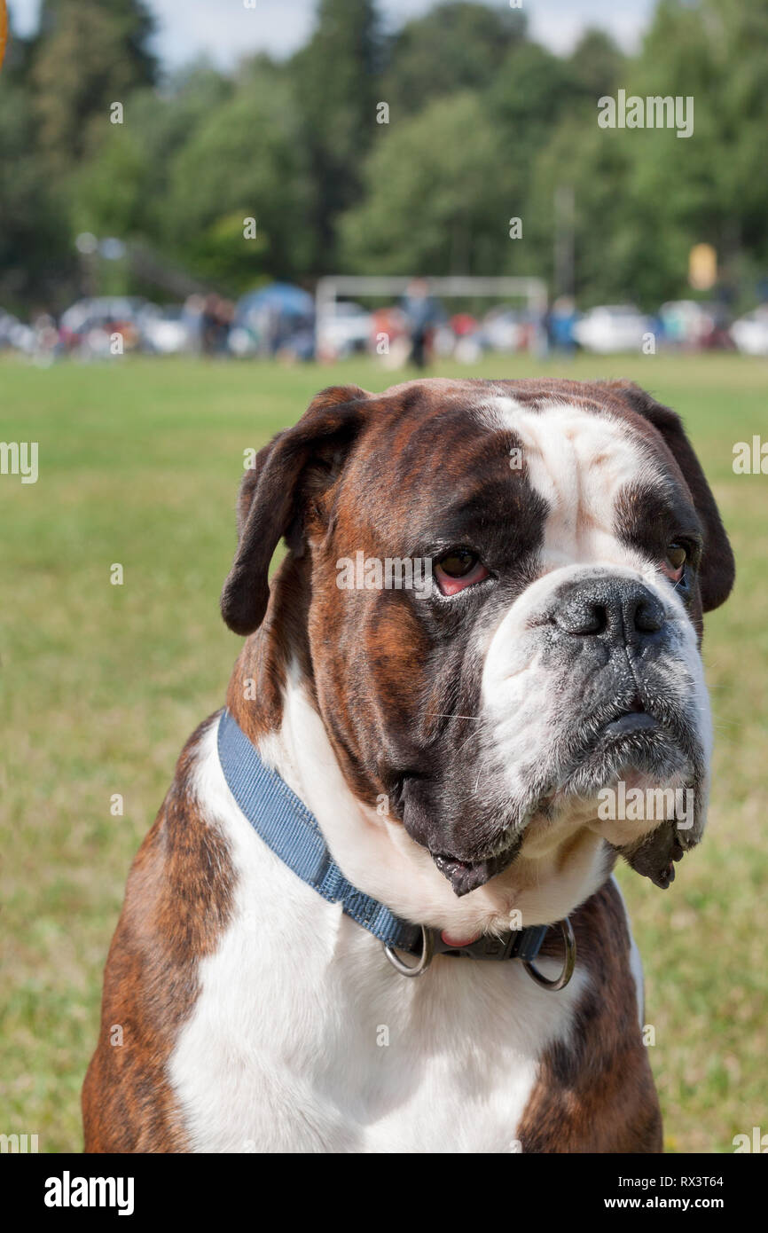 Brindle boxer puppy with white markings is sitting on a green meadow ...