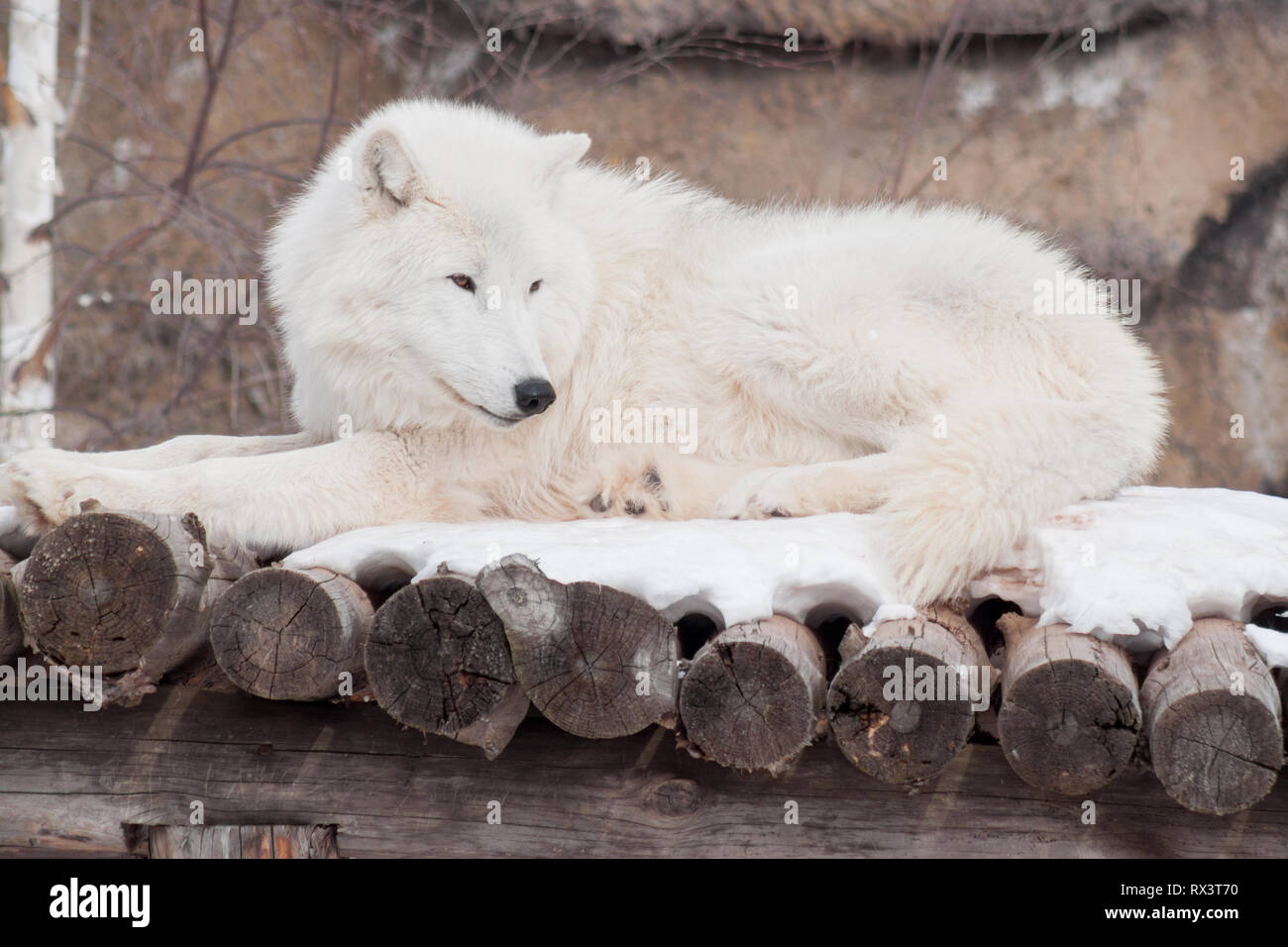 Wild arctic wolf is lying on wooden logs. Animals in wildlife. Polar ...