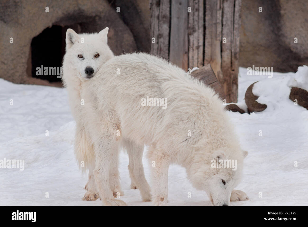 Two wild alaskan tundra wolves are playing on white snow. Canis lupus ...