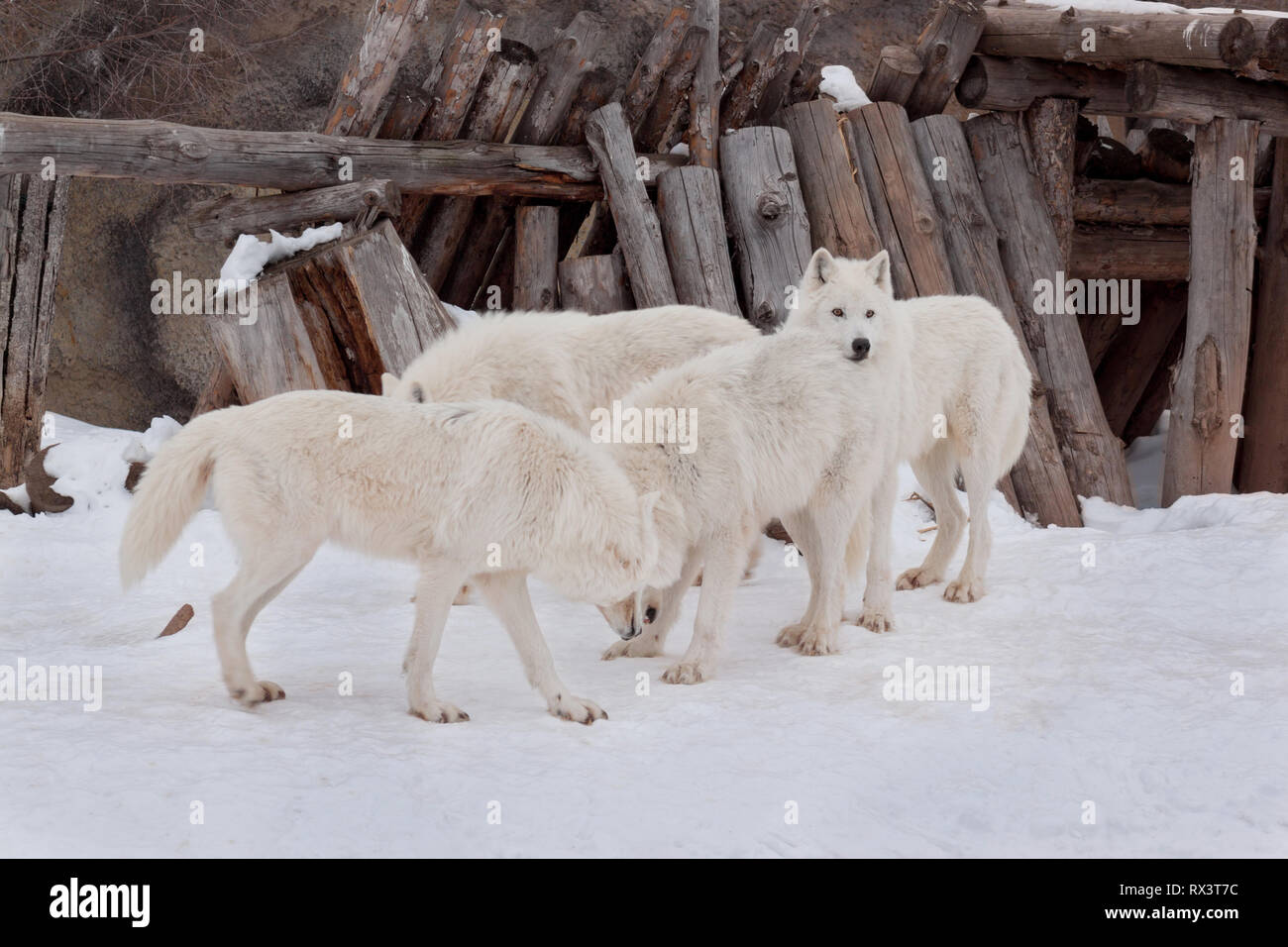 Four wild alaskan tundra wolves are playing on white snow. Canis lupus ...