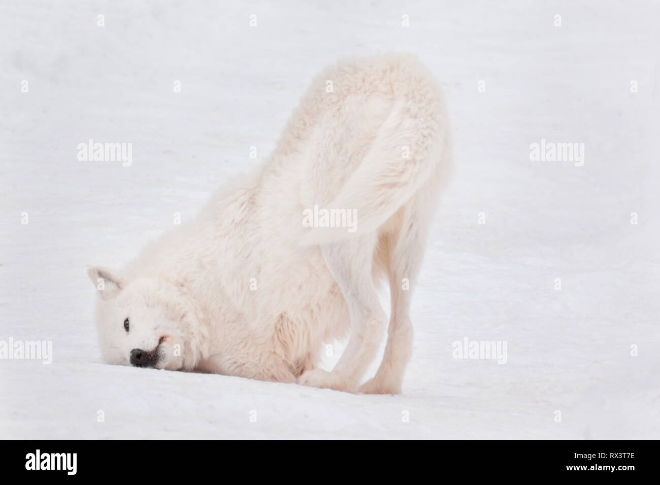 Wild alaskan tundra wolf is wallowing in the white snow. Canis lupus ...
