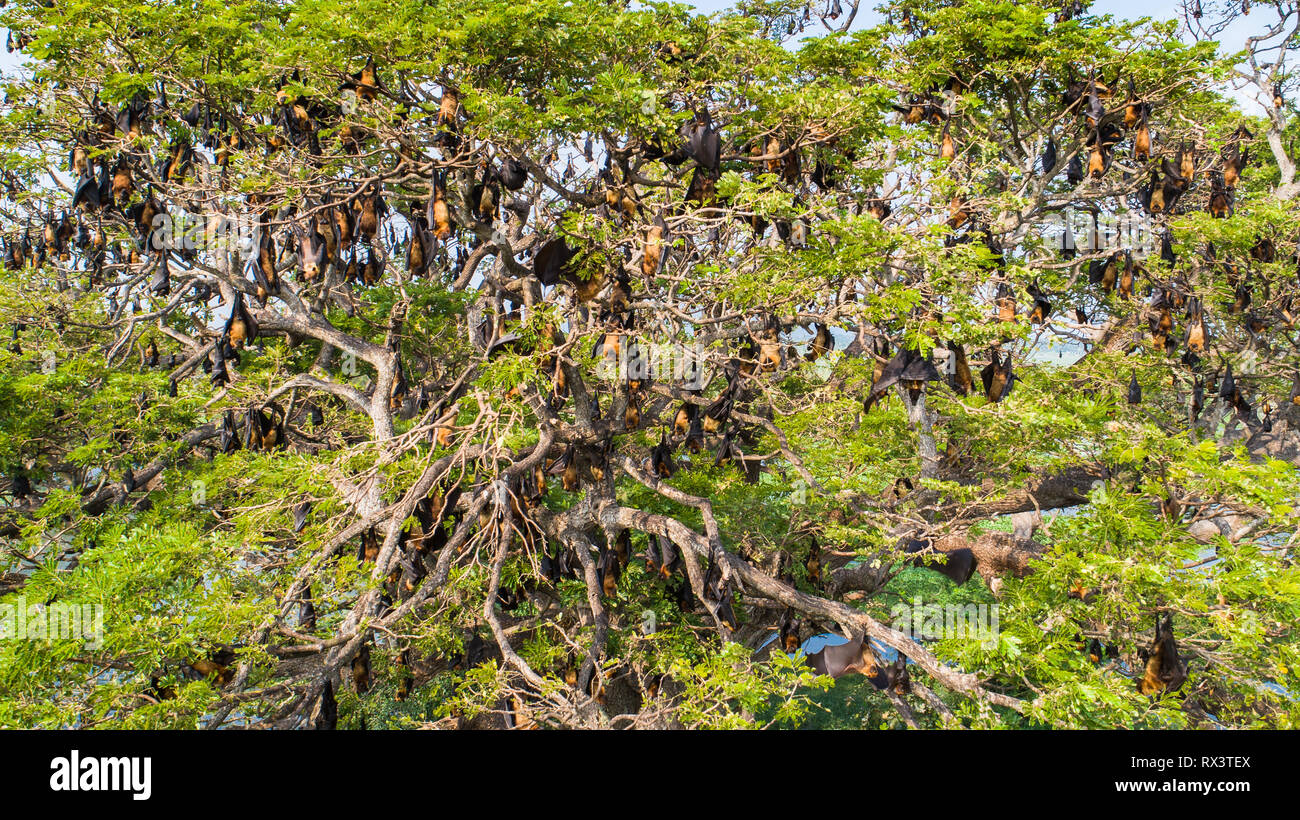 Aerial. Fruit bat trees. Tissamaharama, Sri Lanka Stock Photo - Alamy