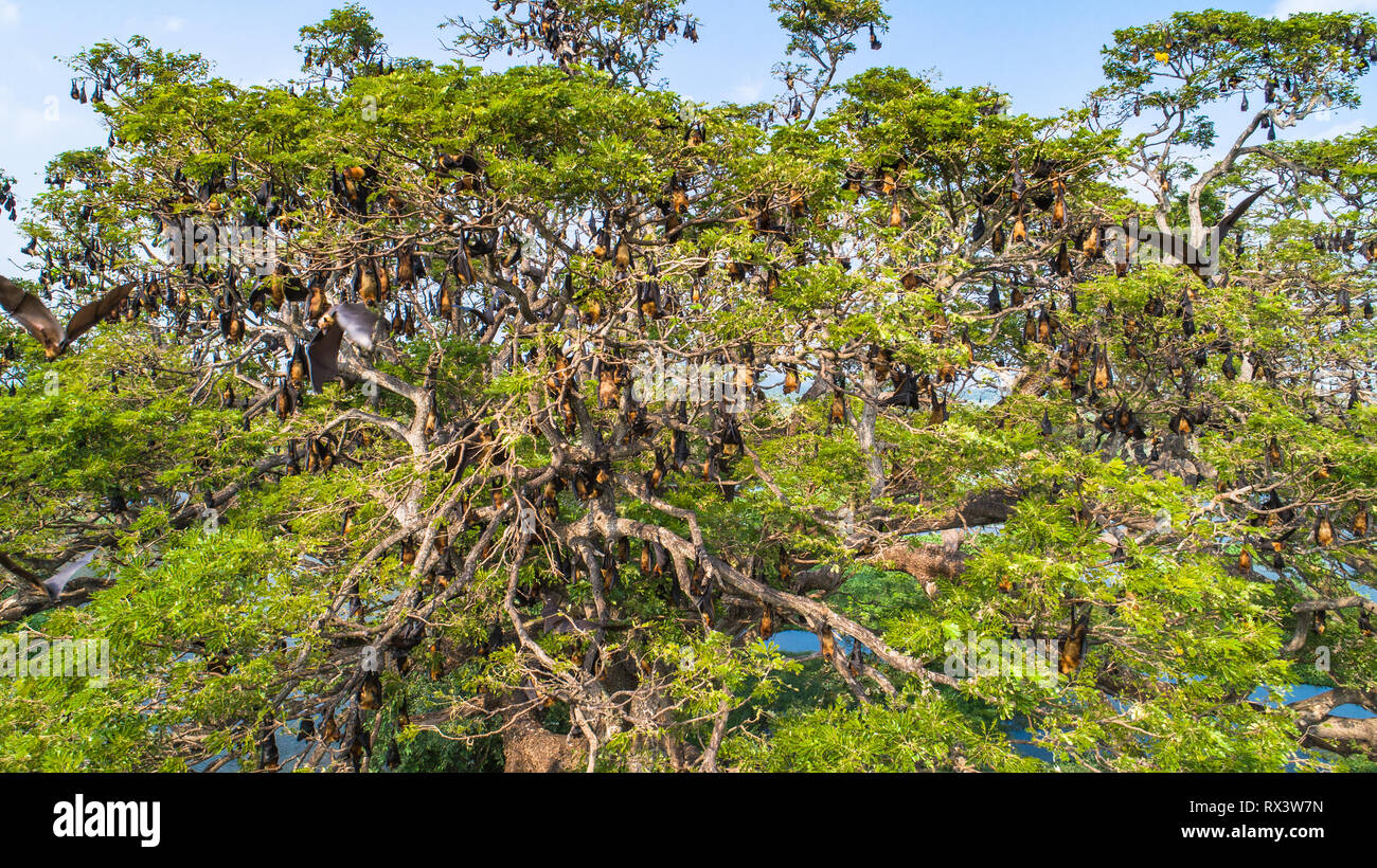 Aerial. Fruit bat trees. Tissamaharama, Sri Lanka Stock Photo - Alamy