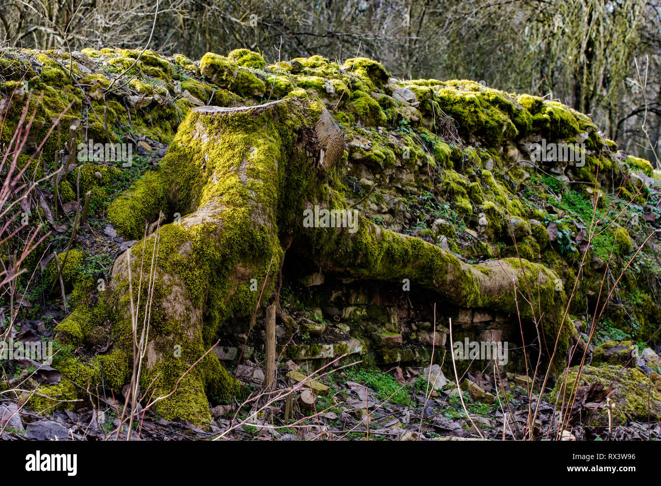 Old stone wall, completely covered with green moss, Obedska bara Serbia ...