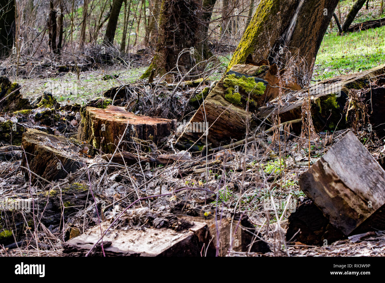 Cuted branches hi-res stock photography and images - Alamy