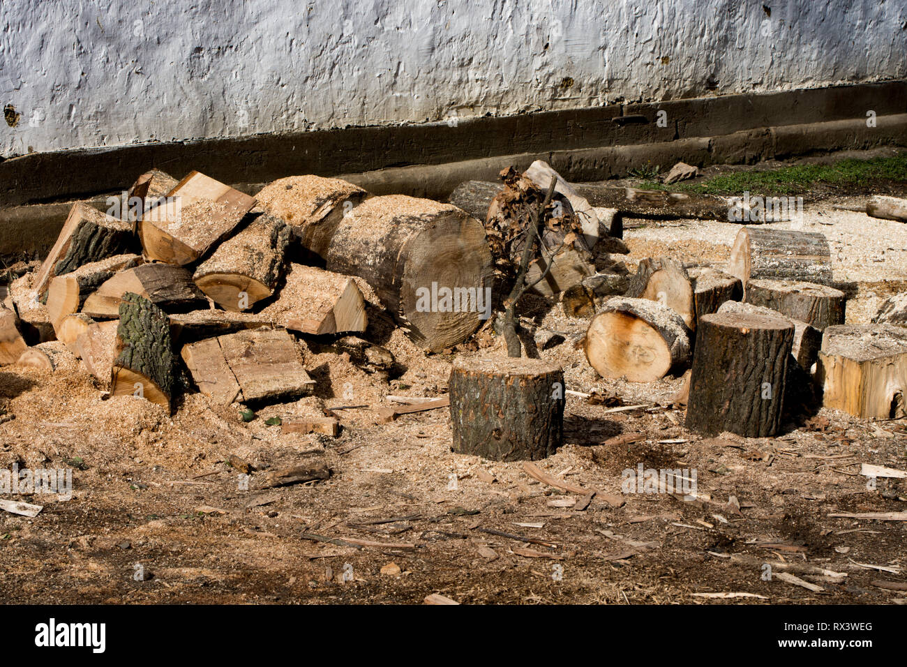 Lumberjack chopped the tree trunks for firewood with an axe. The ...