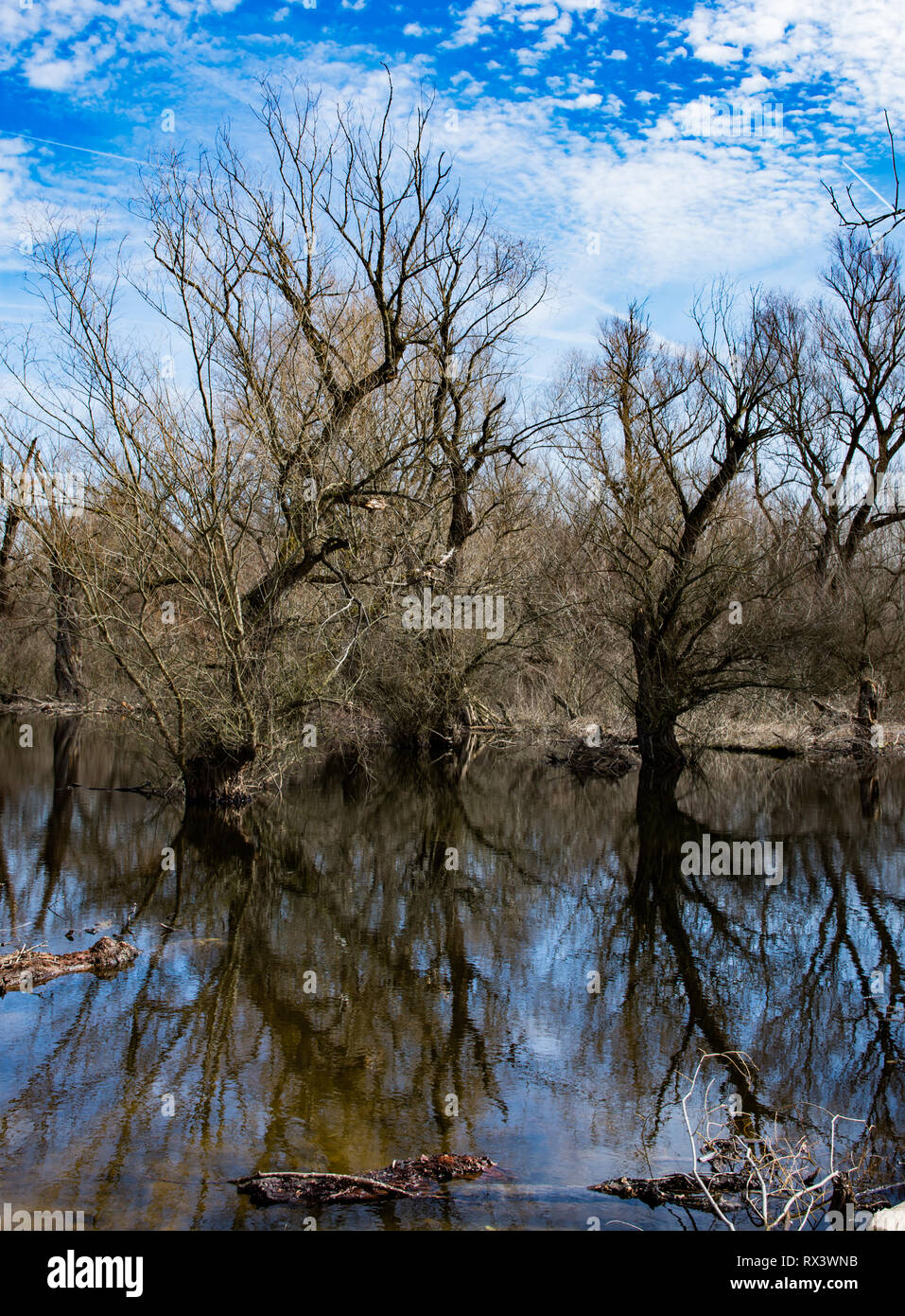 The wetlands and the beautiful reflection of forests in the water with ...