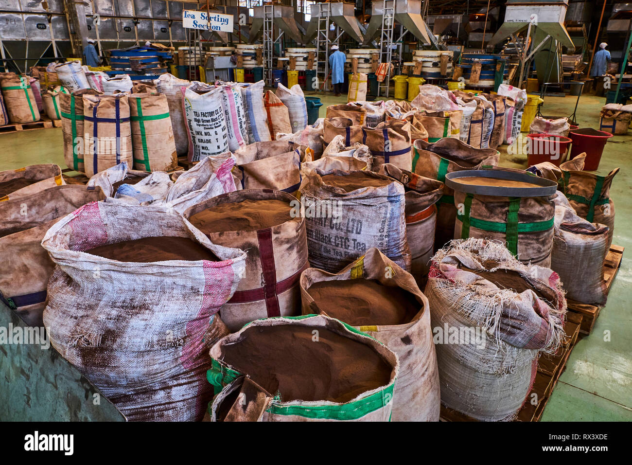 Kenya, Kericho county, Kericho, Momul tea factory of Kenya Tea ...