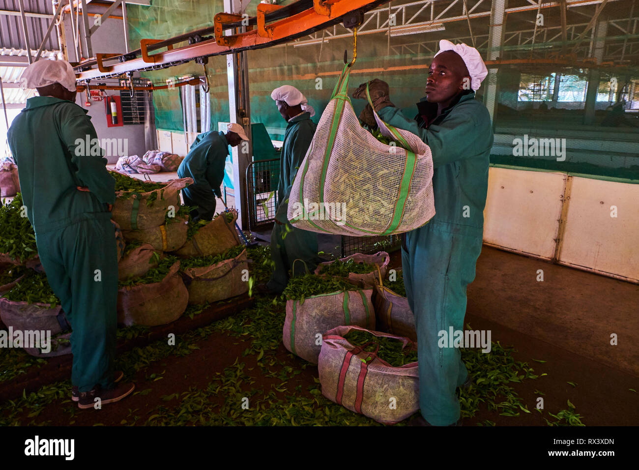 Kenya, Kericho county, Kericho, Momul tea factory of Kenya Tea ...