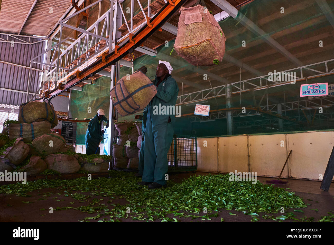 Kenya, Kericho county, Kericho, Momul tea factory of Kenya Tea ...