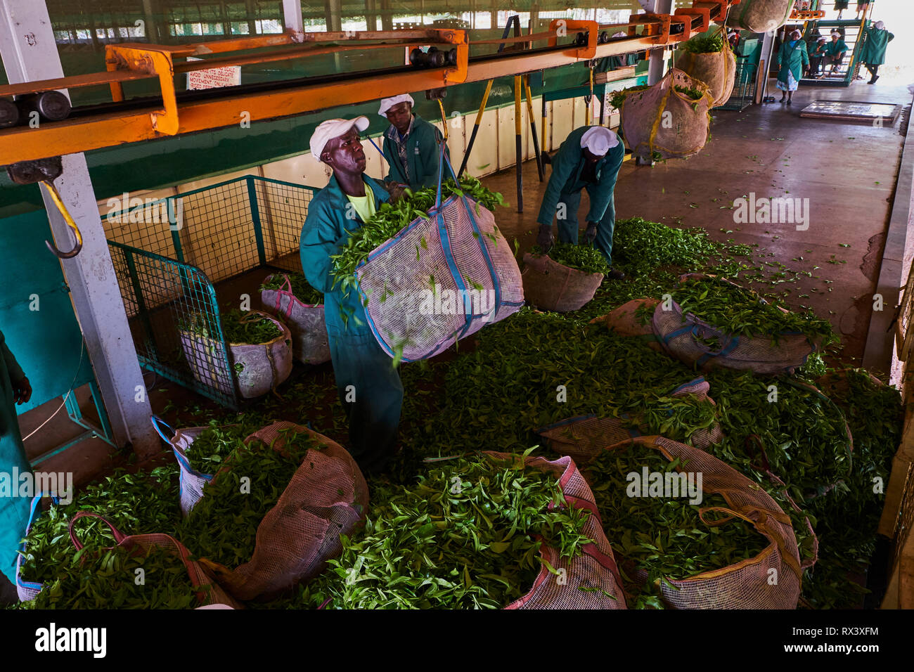 Kenya, Kericho county, Kericho, Momul tea factory of Kenya Tea ...