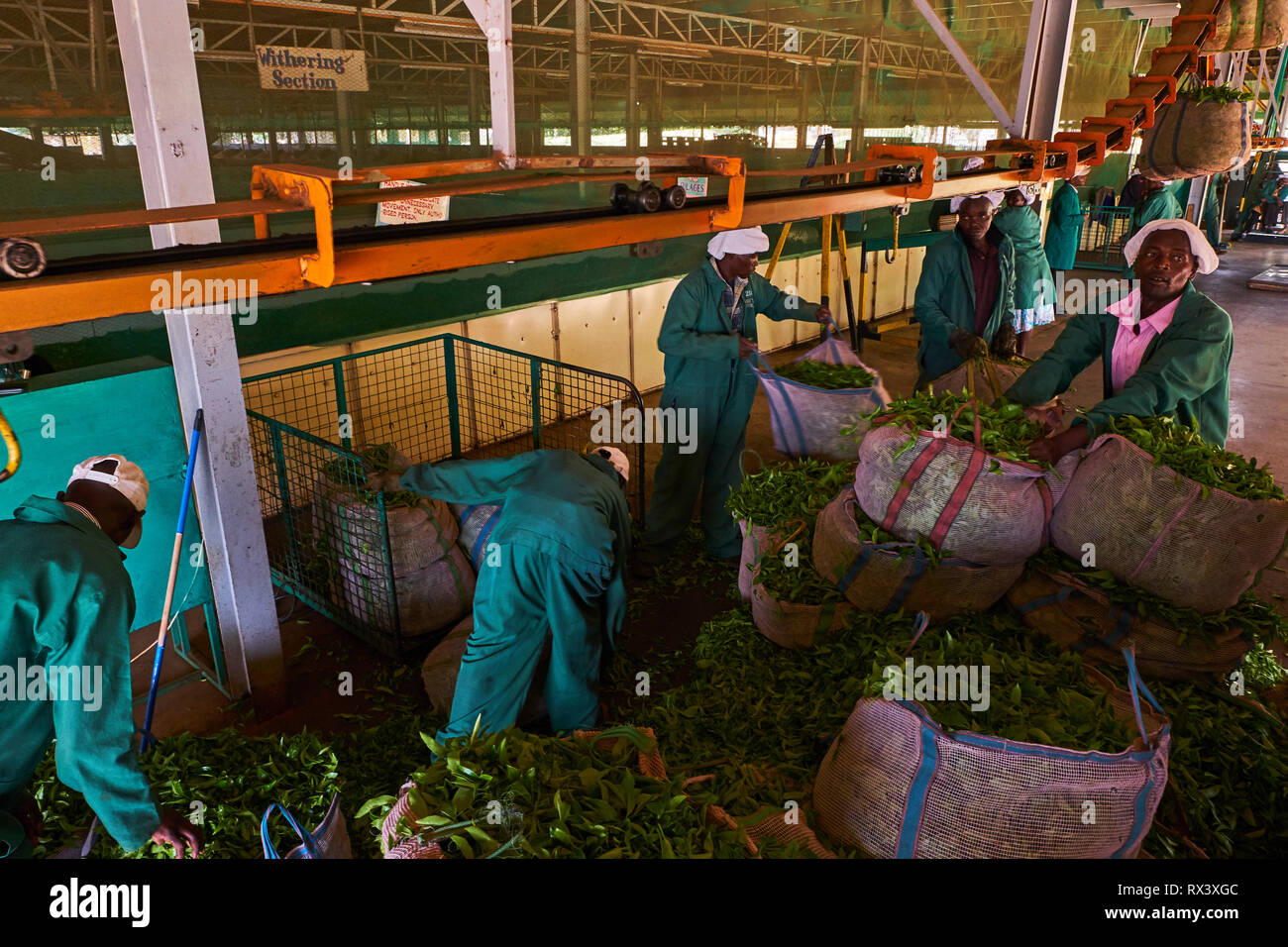Kenya, Kericho county, Kericho, Momul tea factory of Kenya Tea ...