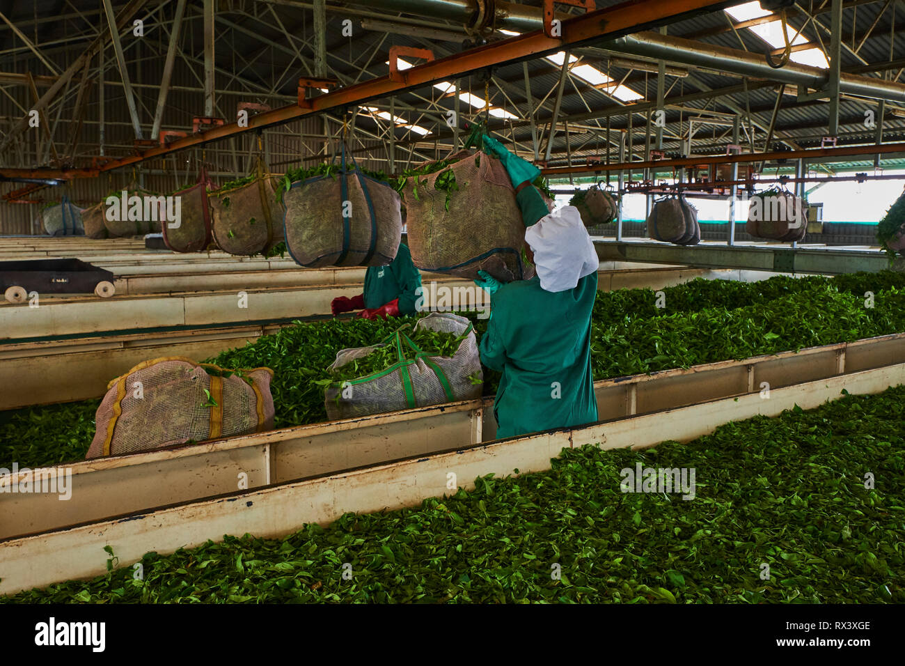 Kenya, Kericho county, Kericho, Momul tea factory of Kenya Tea ...