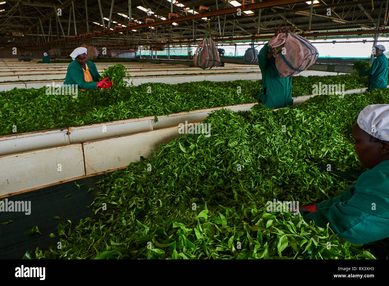 Kenya, Kericho county, Kericho, Momul tea factory of Kenya Tea ...