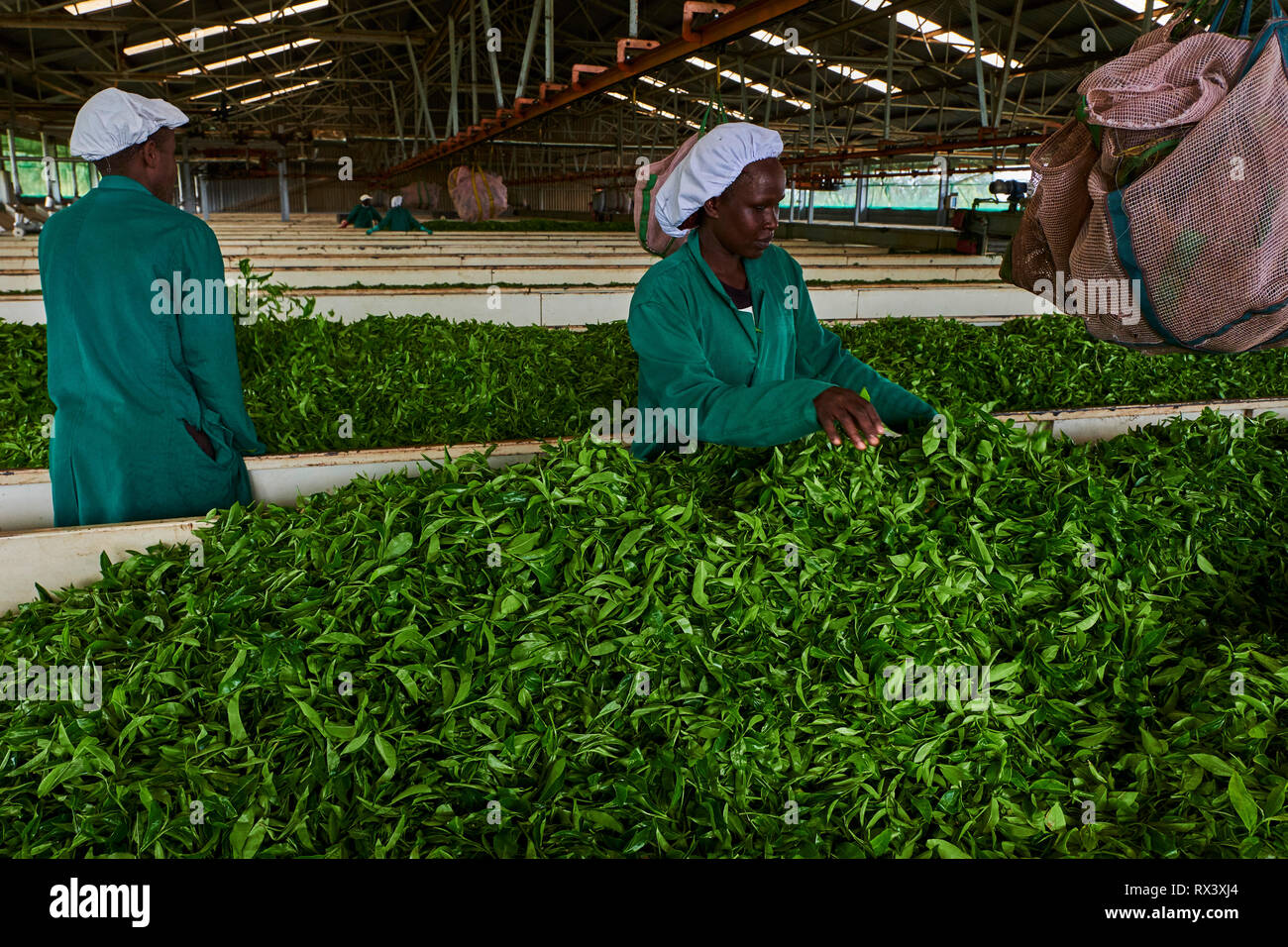 Kenya, Kericho county, Kericho, Momul tea factory of Kenya Tea ...