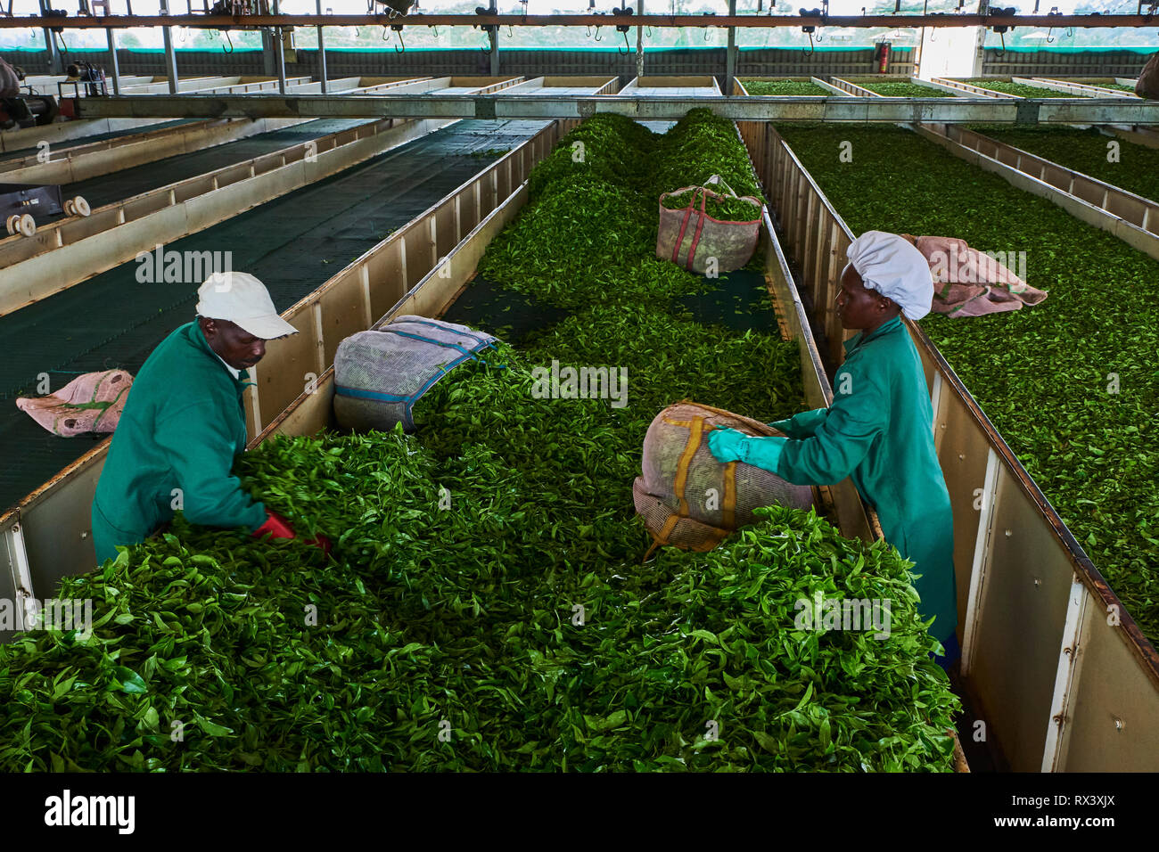 Kenya, Kericho county, Kericho, Momul tea factory of Kenya Tea ...